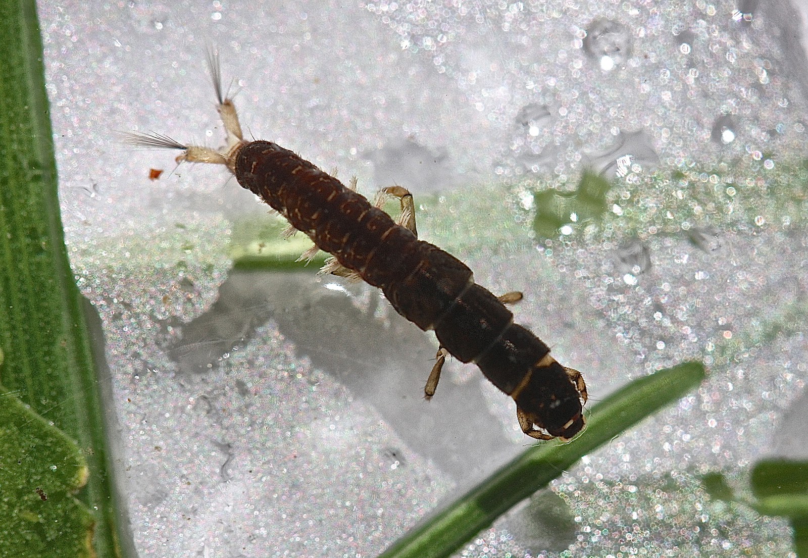 Aquatic Insects of Central Virginia: But That Doesn't Occur in Our Part ...