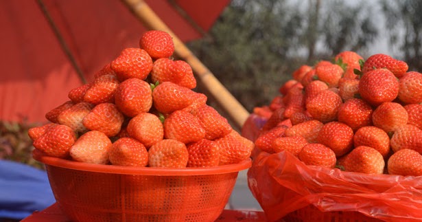 Ana Mardoll's Ramblings: Open Thread: Strawberries