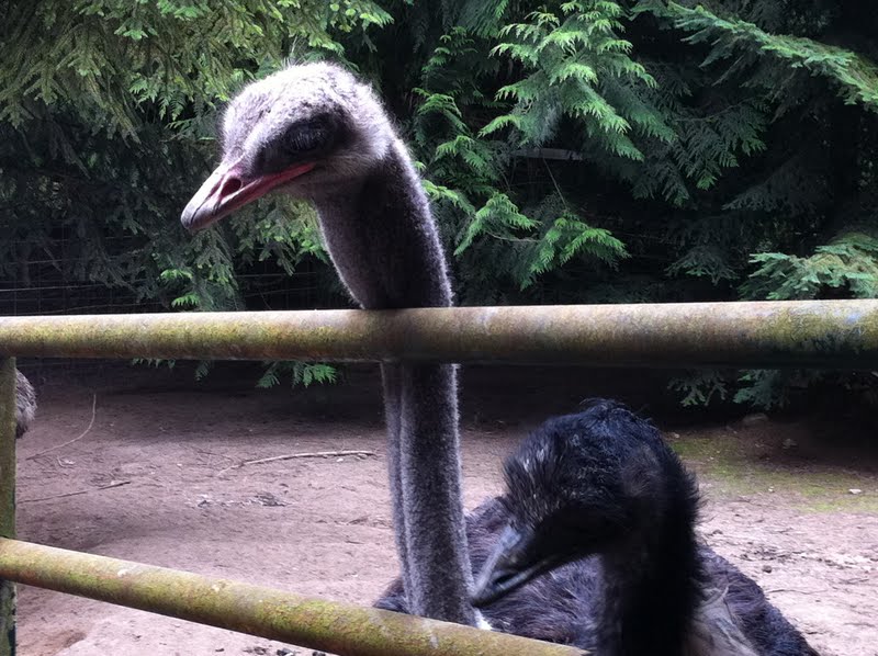 My Pacific Northwest: Kangaroo Zoo- Arlington 8/13