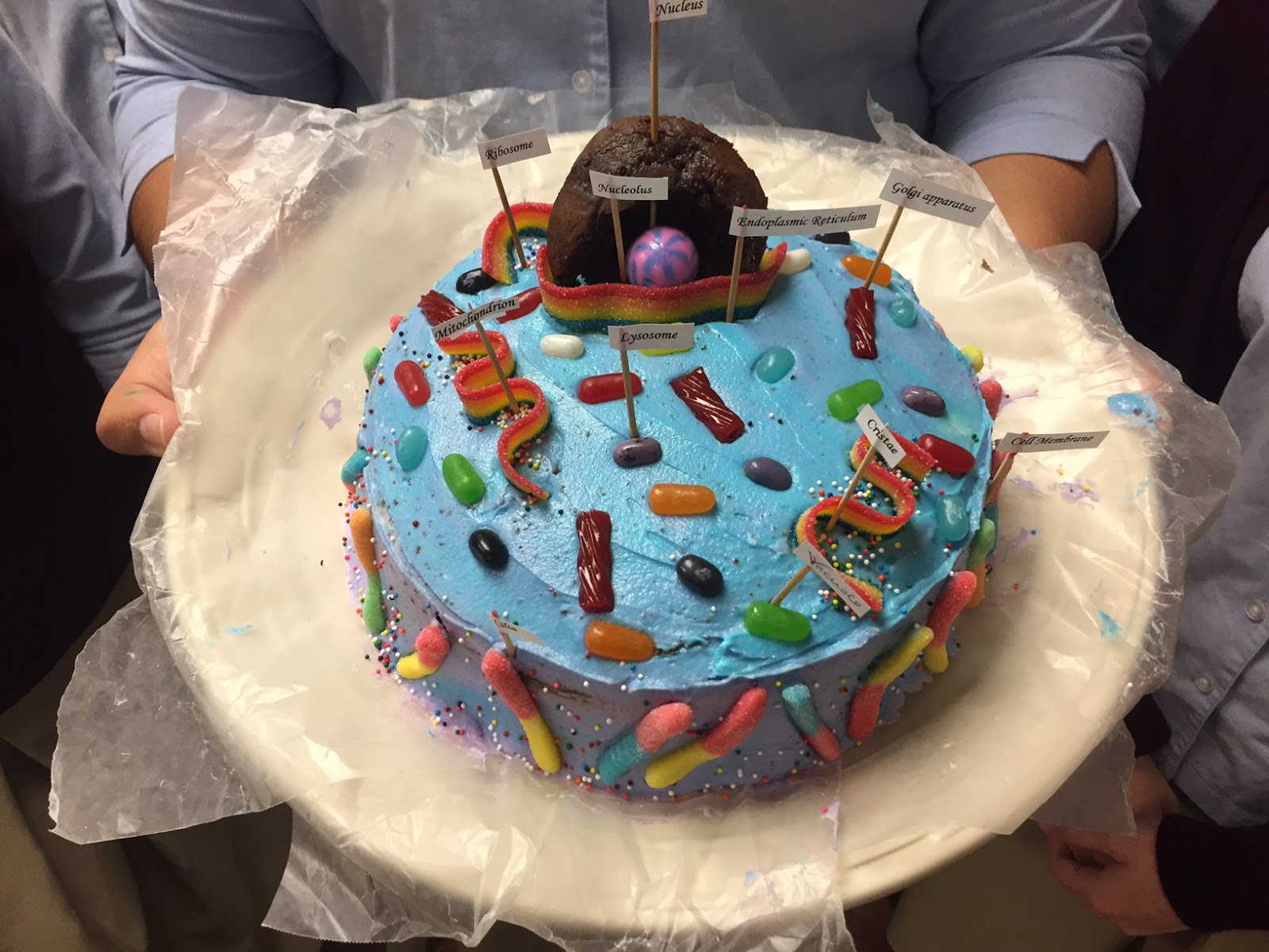 Mrs. Smith's Classes...: Biology Cell Cake...