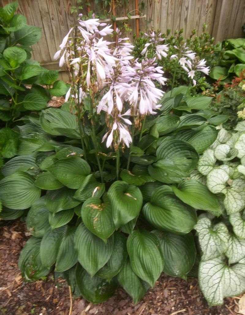 Future Plants by Randy Stewart: Hosta