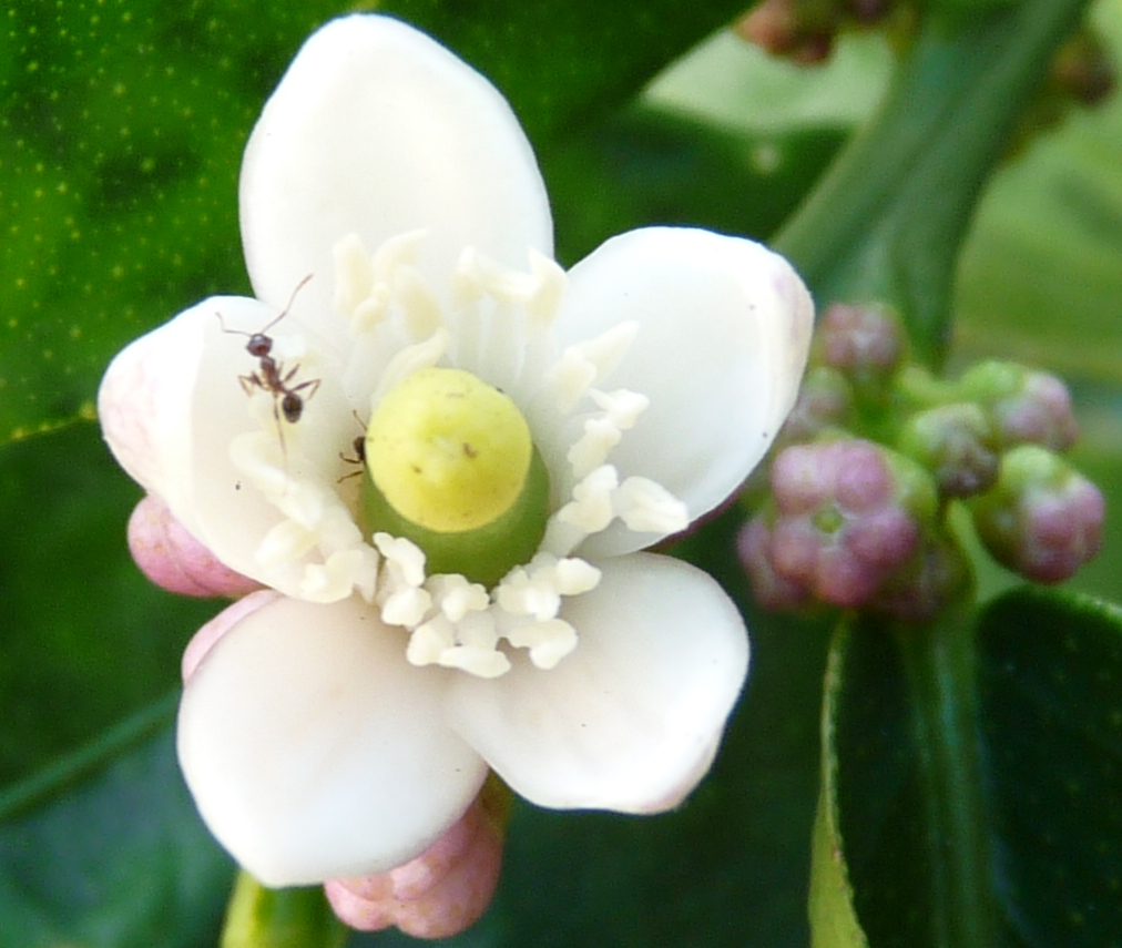 Fragrant Fridays - Blooms in Anya's Garden of Perfume, Miami