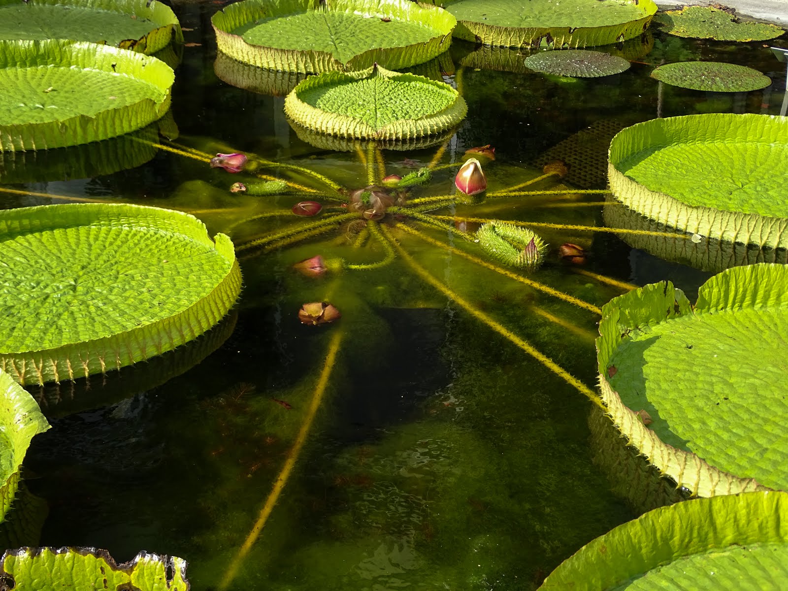 Walking Arizona: Victoria amazonica from the Hortus Botanicus, Amsterdam