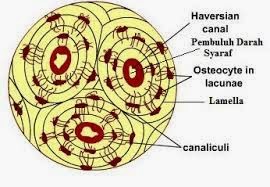 KickOutRacism.com: Sistem Havers