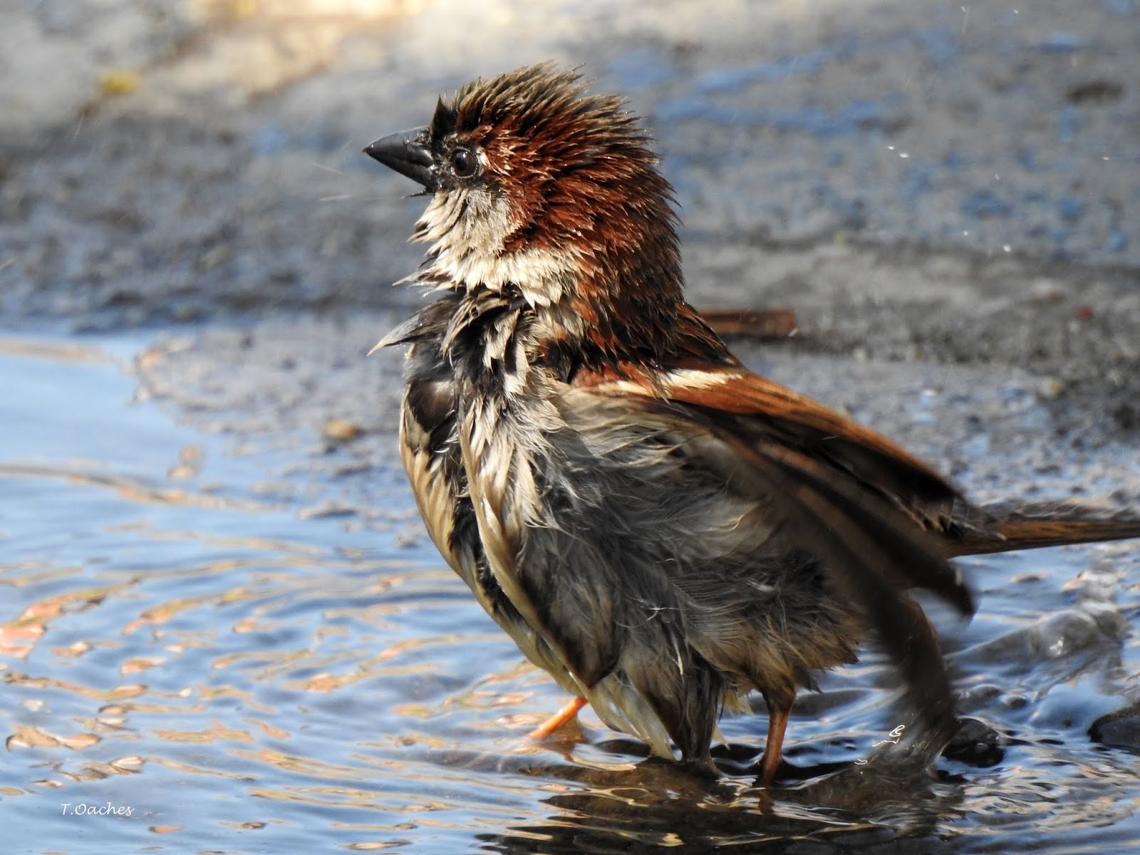 PASARI DIN ROMANIA: VRABIA DE CASA, Passer domesticus
