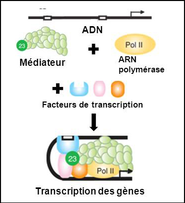 Une simple mutation génétique en cause dans la déficience ...
