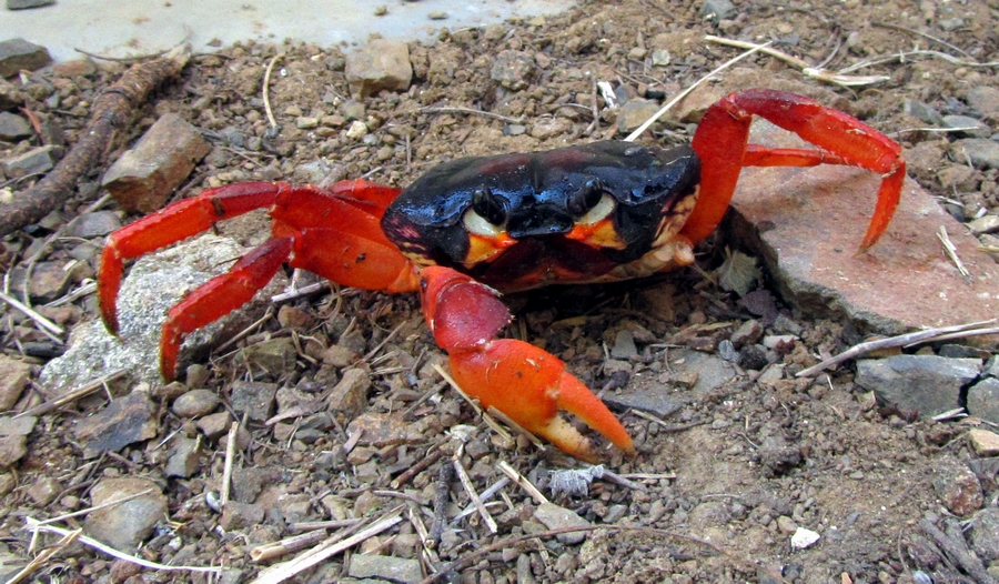 Hiking Curaçao - Flora and Fauna: Red Crab