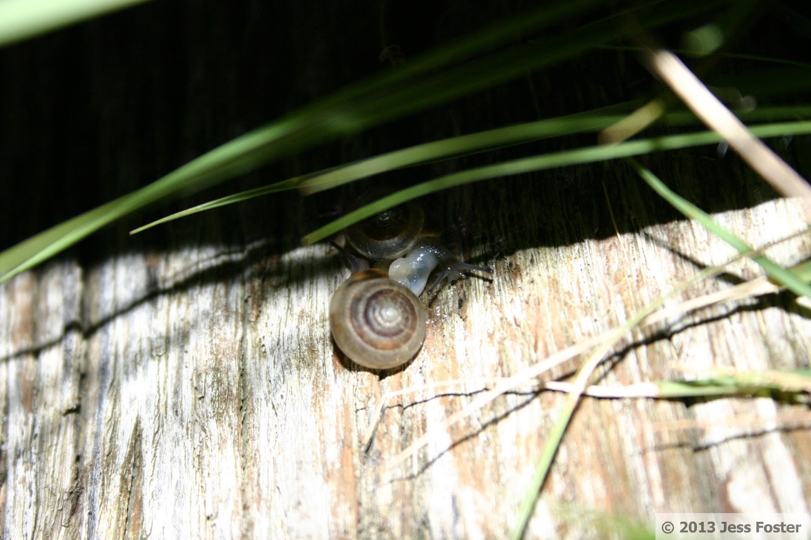 Sluggin' Along: Some Enchanted Evening: Mating Three-toothed Snails