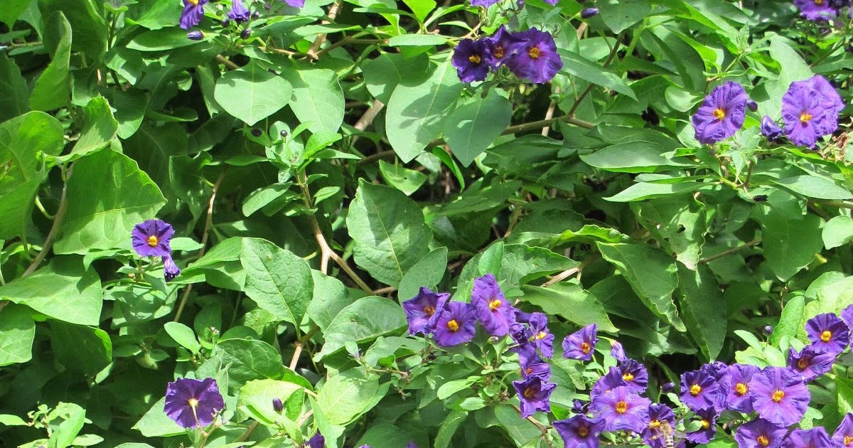 En el jardin: Solanum rantonetti
