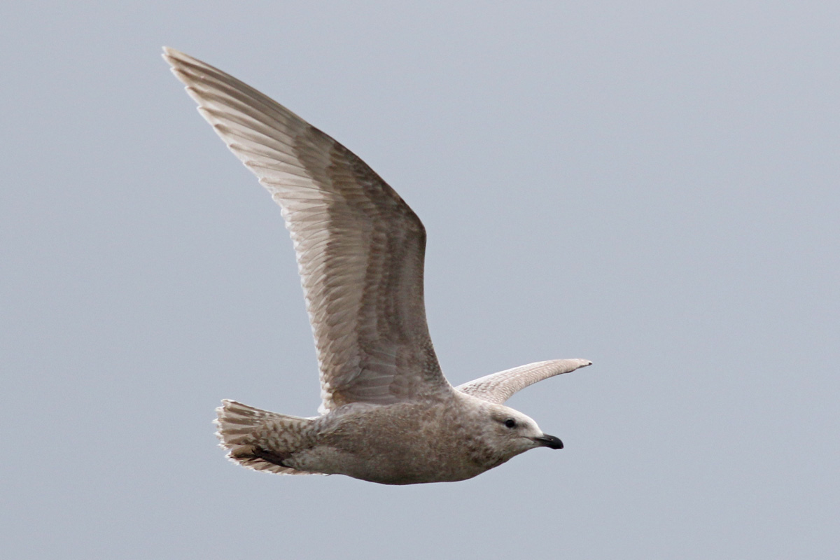 The end of the gulling season?