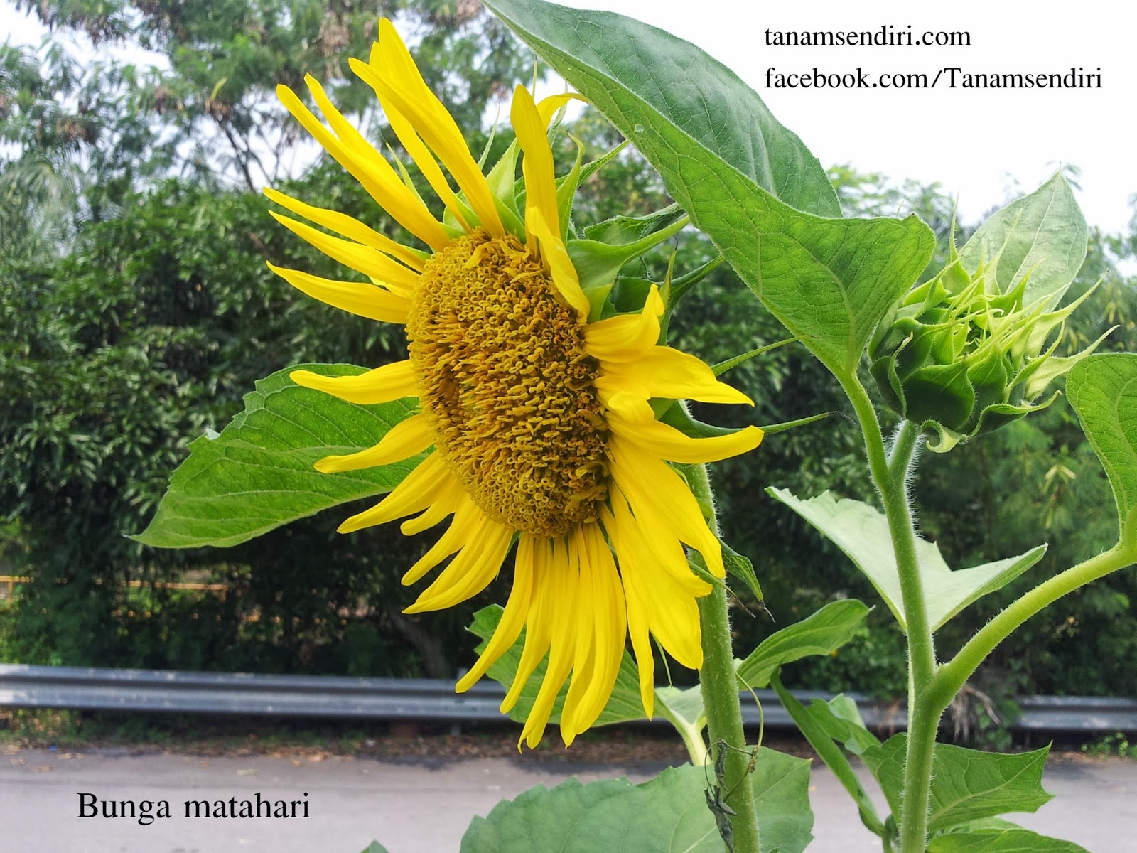 25+ Koleksi Populer Gambar Bunga November