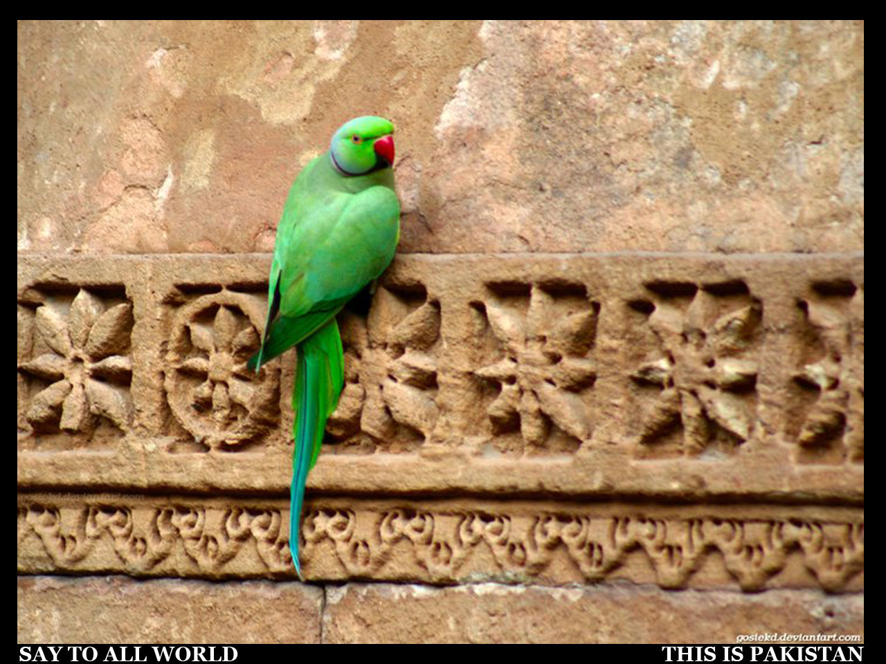 Birds of Pakistan - This is Pakistan