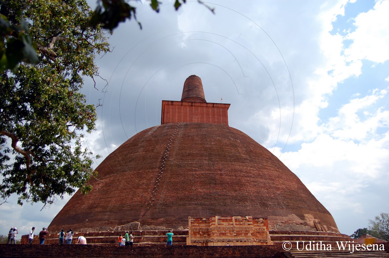 FOREST BIRD: Why Build to Last…