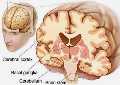 Patologisk Psykologi: Hjernens hovedinndeling