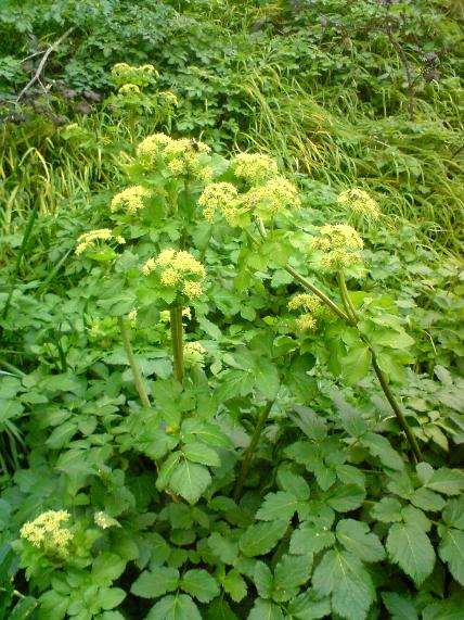 Growing Things and Making Things: Alexanders