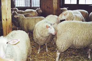 FURAJE SI CONCENTRATE DIN IMPORT: PENTRU OI SI CAPRE IN LACTATIE