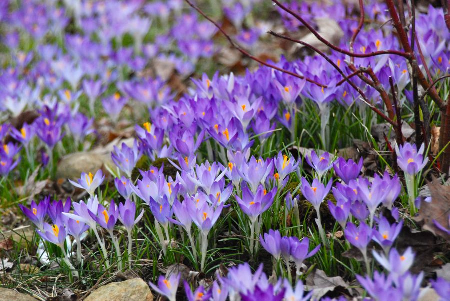 Wife, Mother, Gardener: Garden Blogger's Bloom Day ~ March 2013