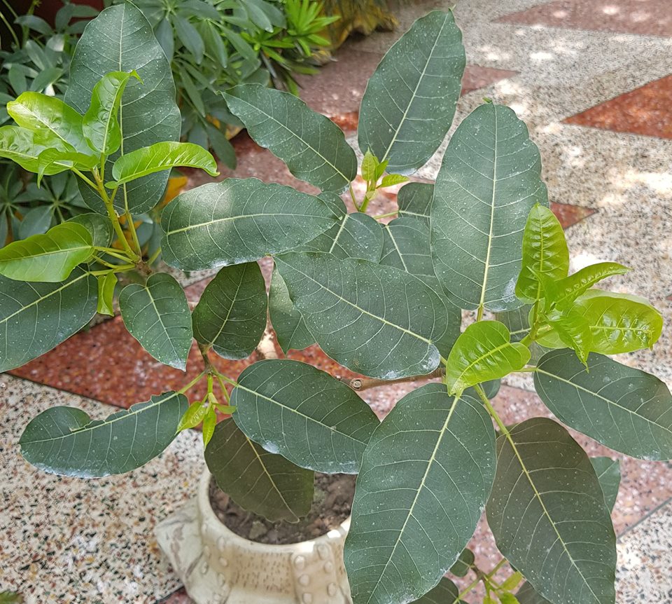 Renowned Vastu Consultant in Delhi offers Vastu consultancy services ...