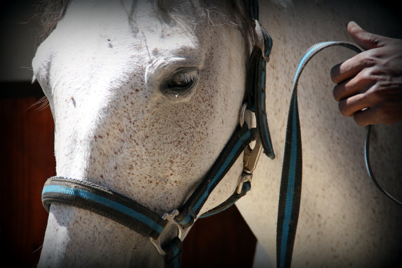 Under our own olive tree: A river runs through it