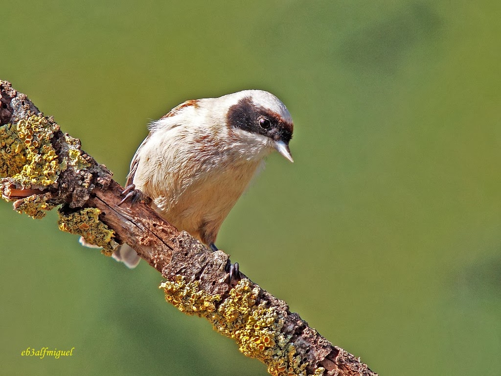 Miguel fotografia: Pájaro moscón europeo (Remiz pendulinus)