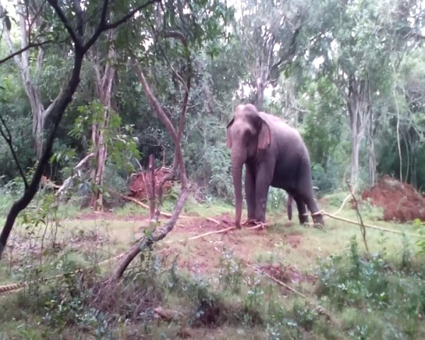 The solitary deadly Elephant captured