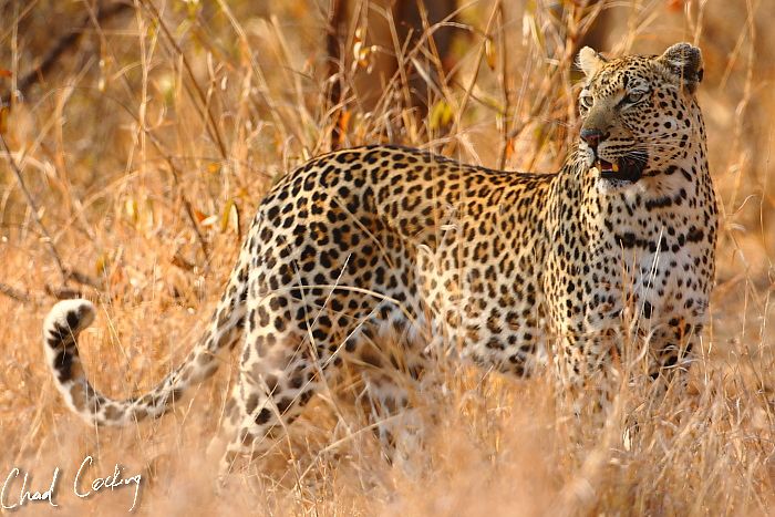 .: 16th August – Leopard Central!