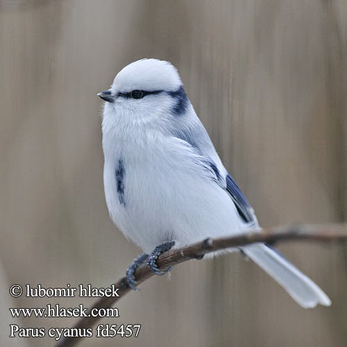 Vtáky Slovenska: Sýkorka lazúrová - Parus cyanus