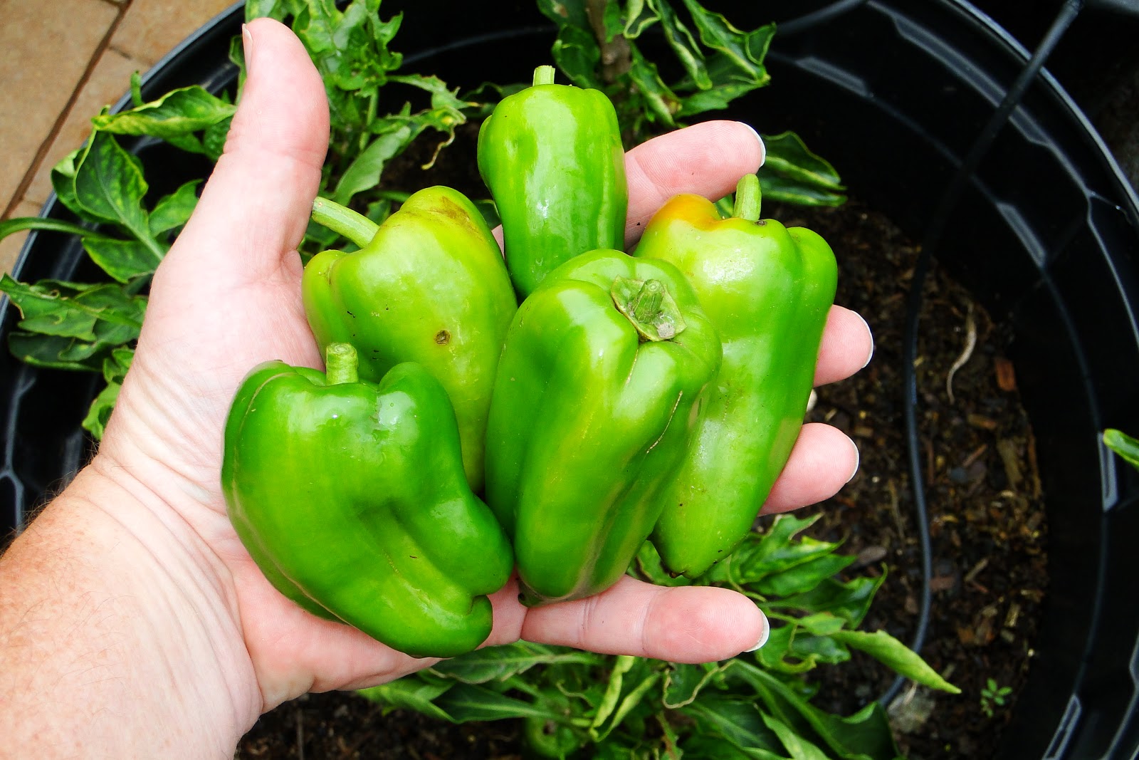 Alejandro Pepper Farm: 2013 First Pepper Harvest