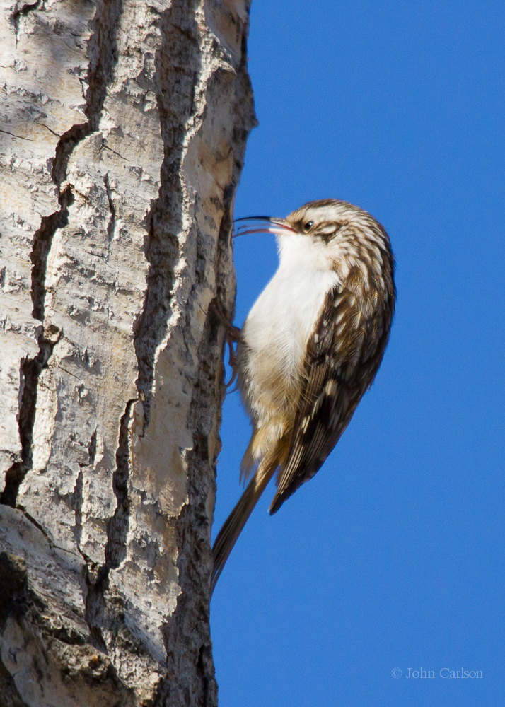 Prairie Ice: Brown Creeper