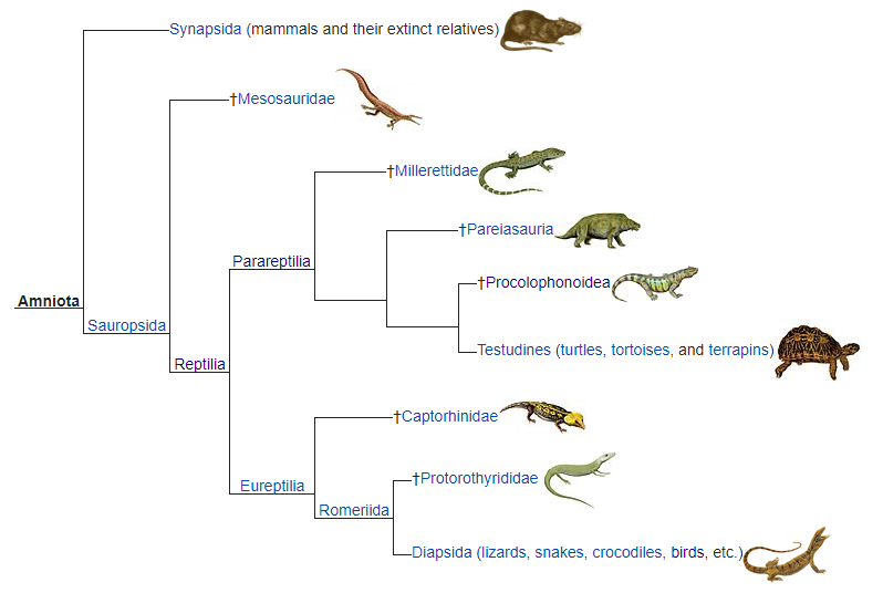 Birds are reptiles? : r/zoology