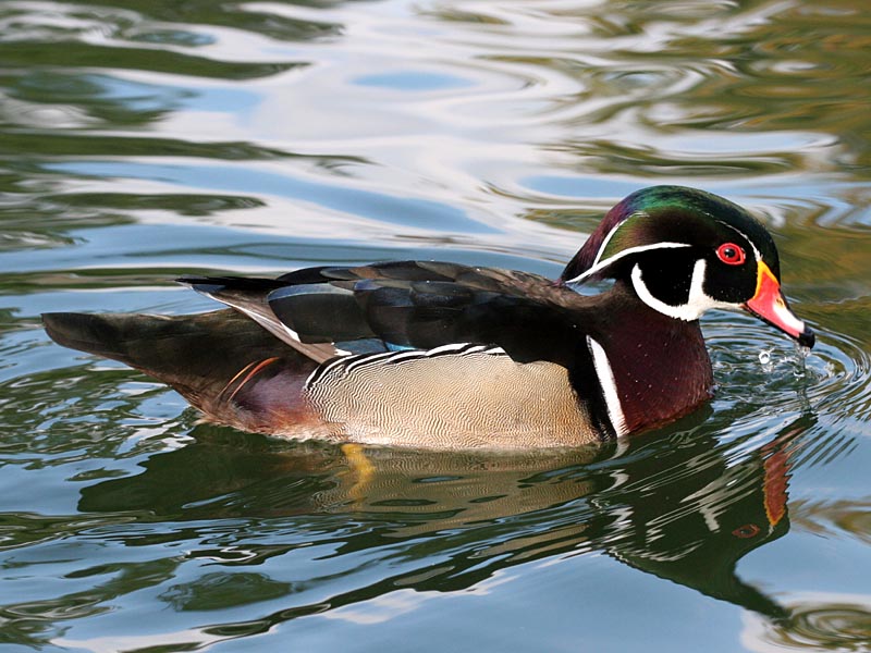 The Cottager's Guide to Beavers