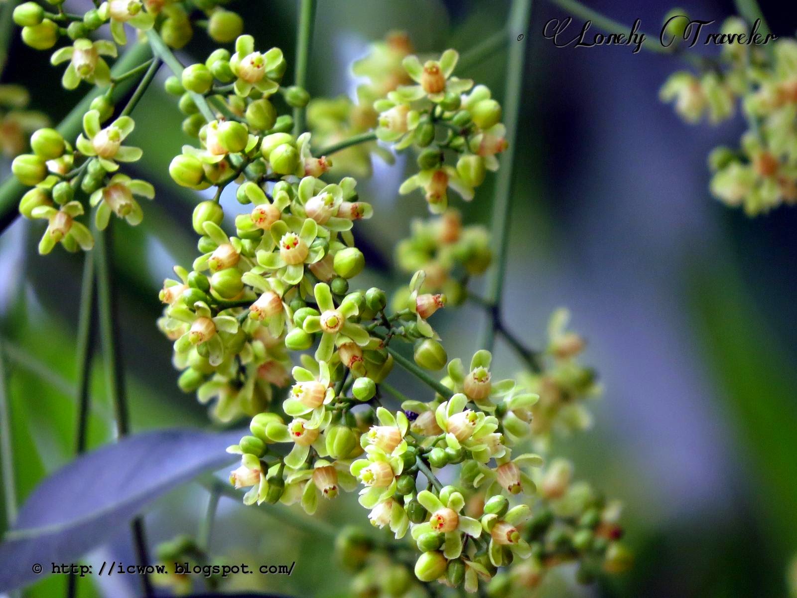 Mahogany flower (মেহগনি ফুল) - Swietenia macrophylla