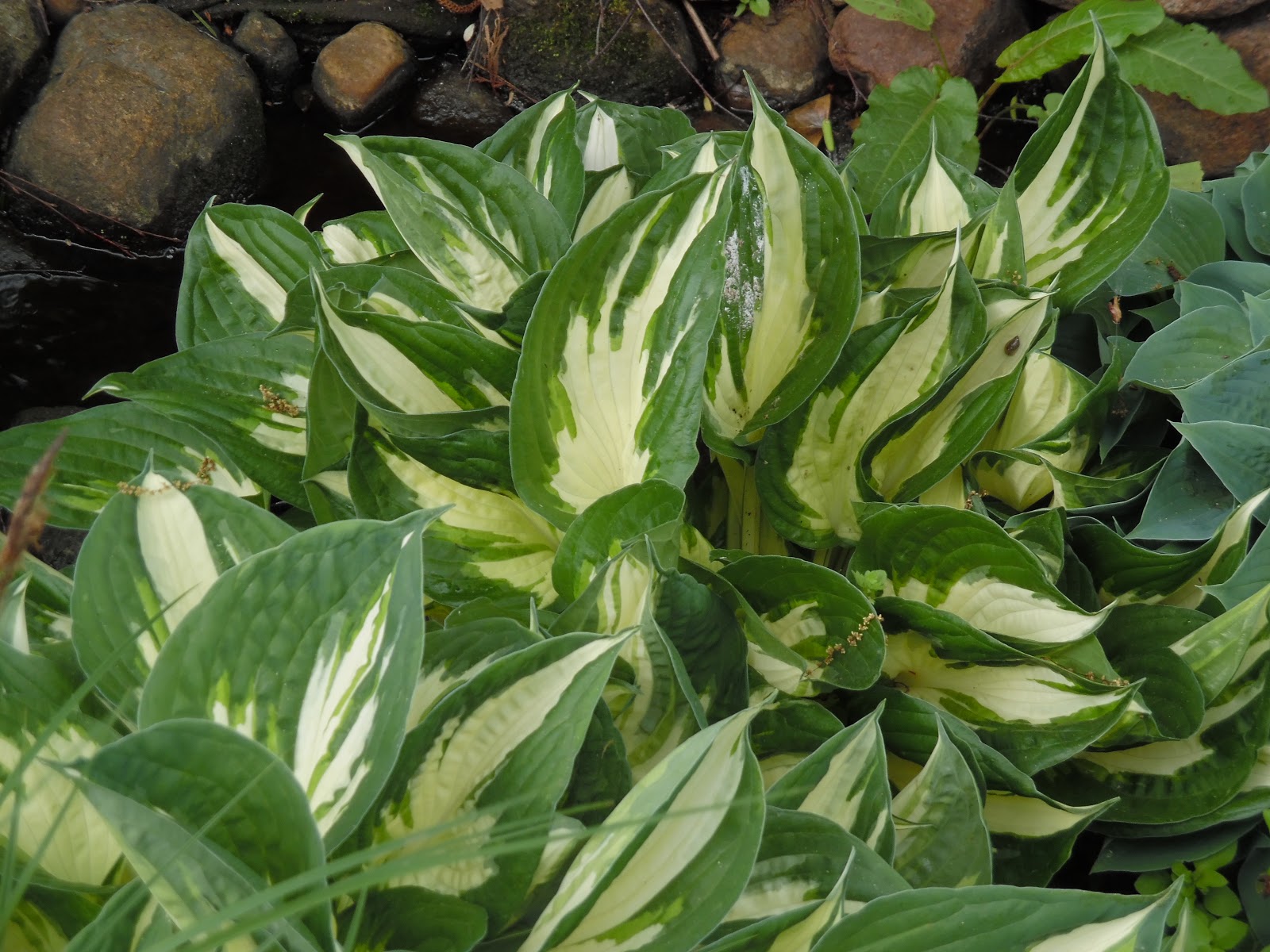 Ogród Tamaryszka: HOSTY - ROŚLINY DO CIENIA