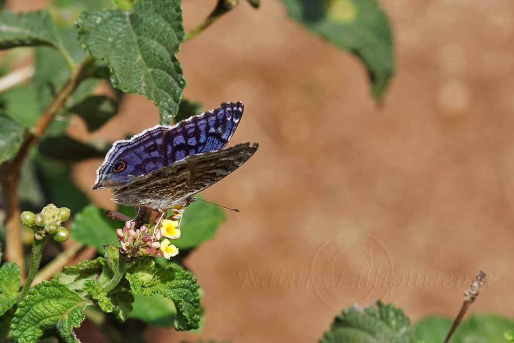 Photo Nature Lilliputienne (macrophotographies): Junonia rhadama ...