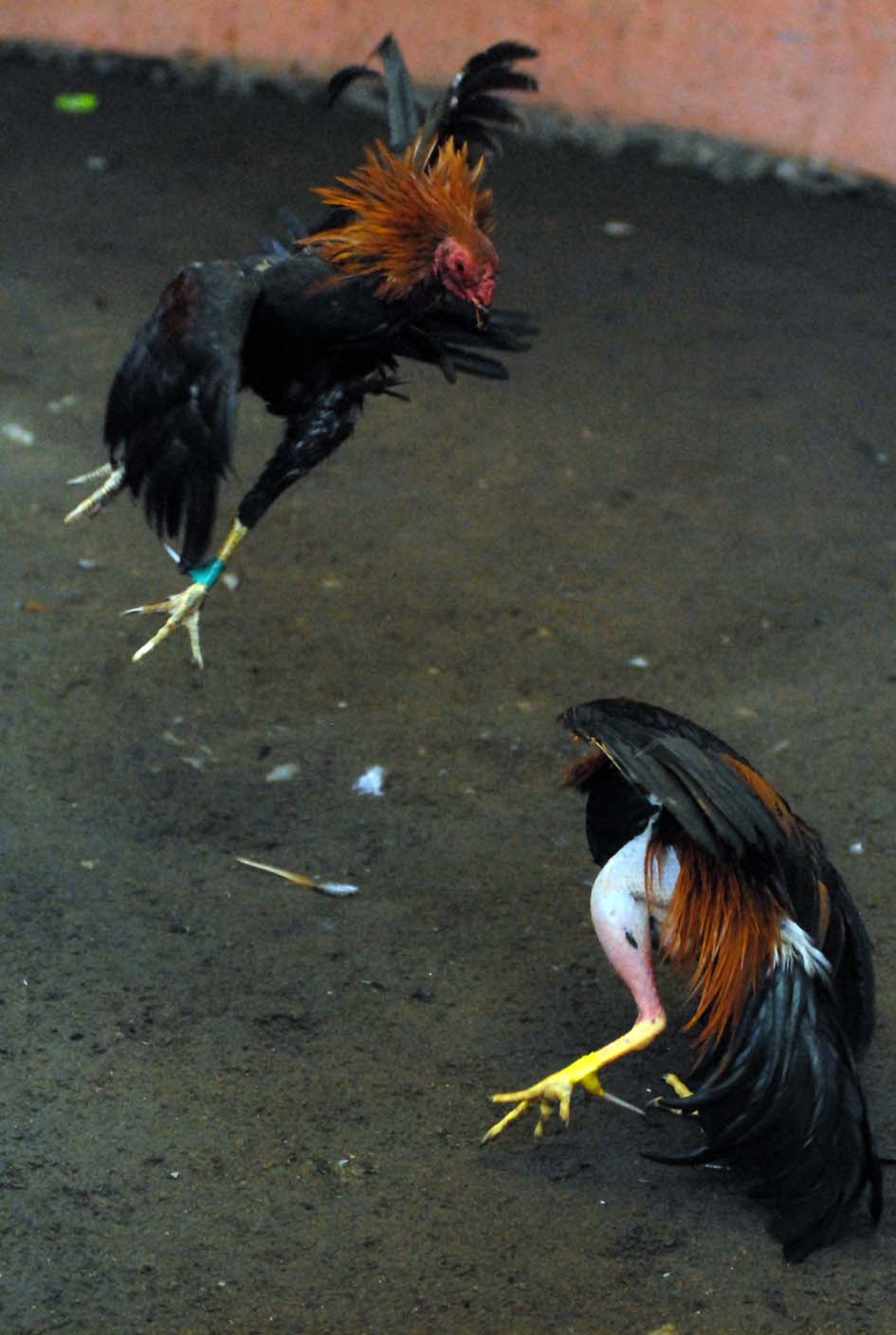 Reflejos de la realidad: EN TIEMPOS DE GALLOS-MARTÍN HERRERA