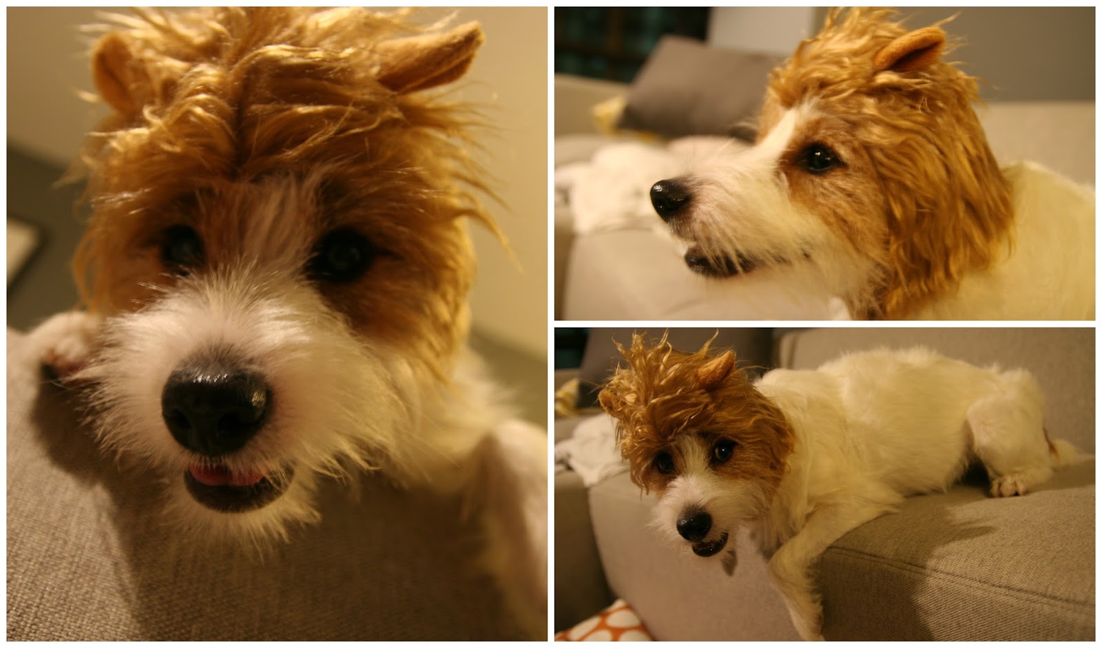 Sam, the bad hair day lion! - Sam, Pecan, Pippin, Shelly and Sherman ...