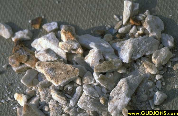 Materia Medica Homeopatica: LAPIS ALBUS (Calcárea Silicofluórica)