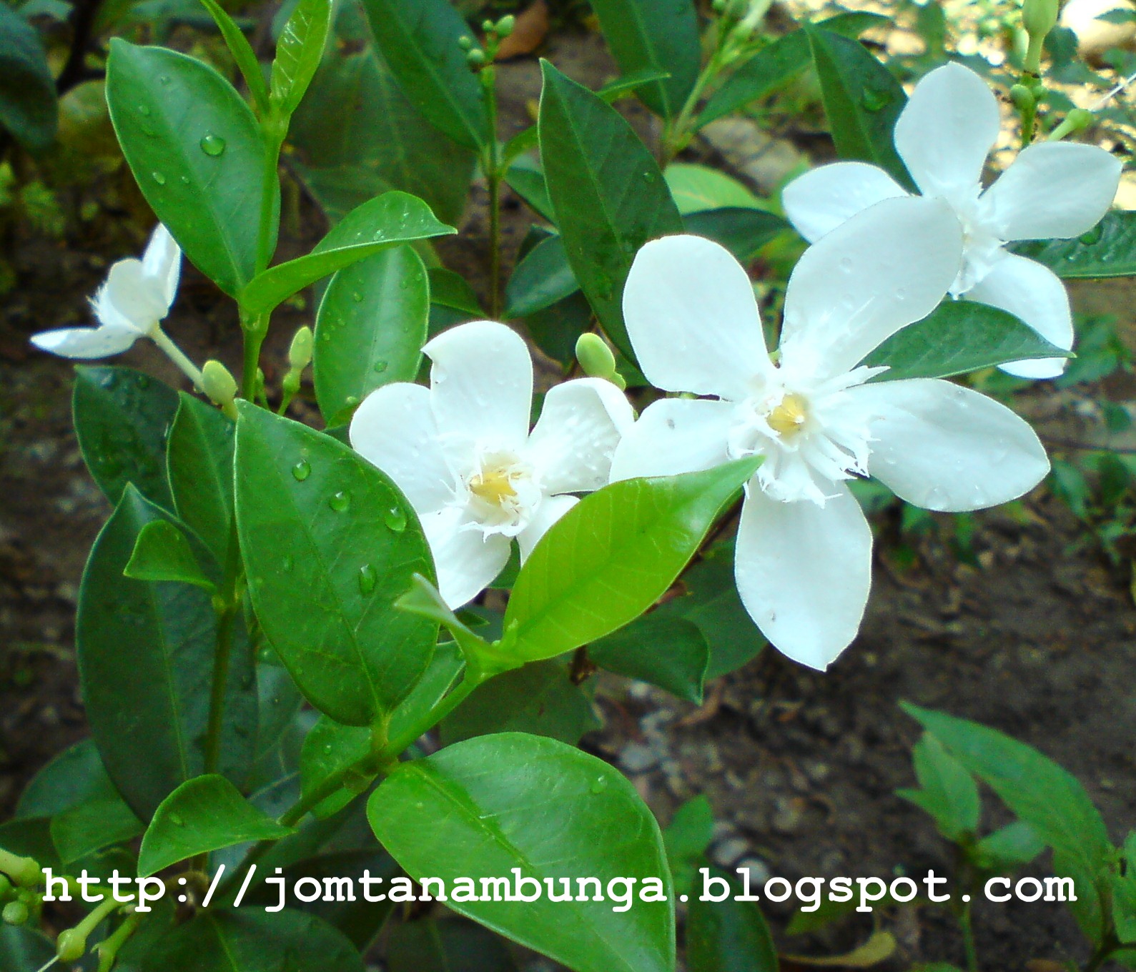 Jom Tanam Bunga: Wangi Si Putih