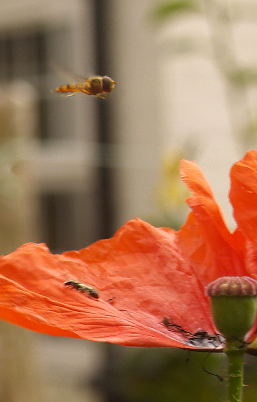 memori di bumi Eropah: aktiviti musim bunga...2011...di UK