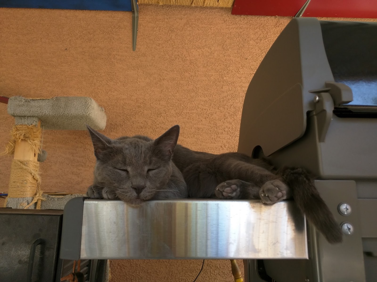 Katnip Lounge: BBQ Cat