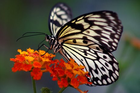Din respect pentru fluturi...