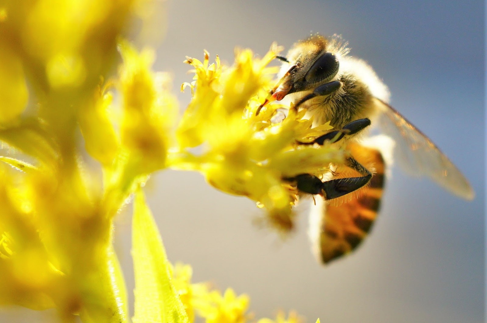 秋の昆虫たち Small insects in autumn-チロル猫のBLOG