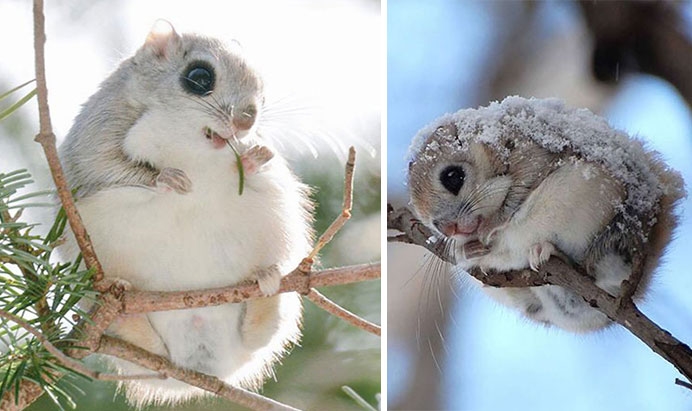 White Wolf : Siberian Flying Squirrels Are Probably One Of The Cutest ...