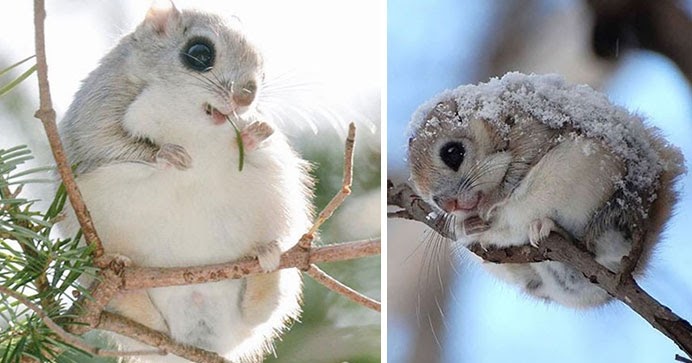White Wolf : Siberian Flying Squirrels Are Probably One Of The Cutest ...