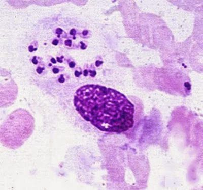 Tempo a Tempo : PARASITOLOGIA.