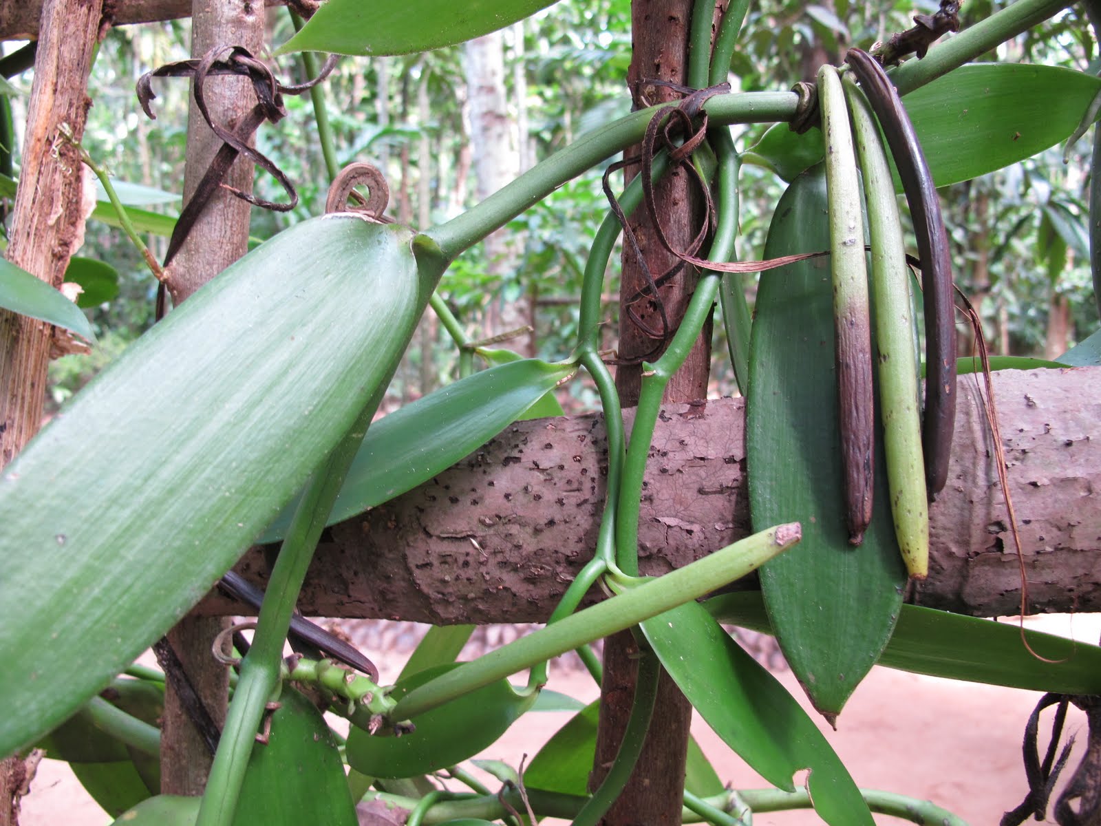 Rózsák Kertje Virág és Dekor: Vanília, mint orchidea