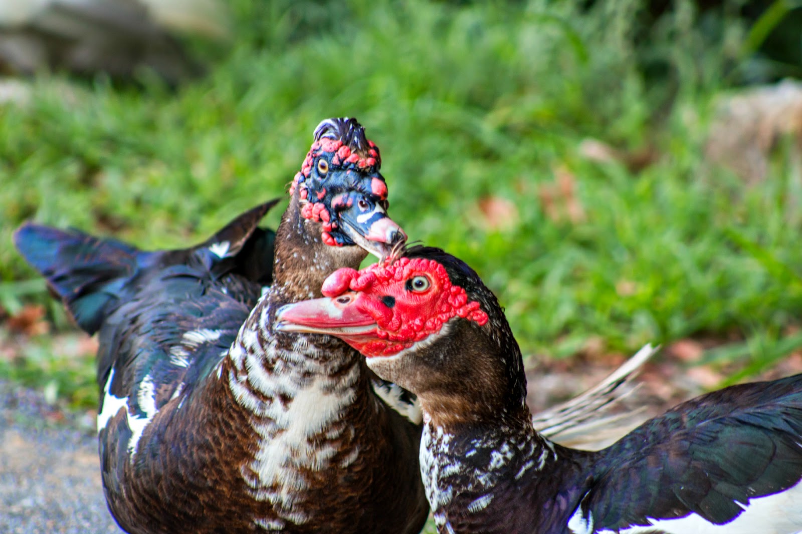 A Breath of Nature: Muscovy Ducks