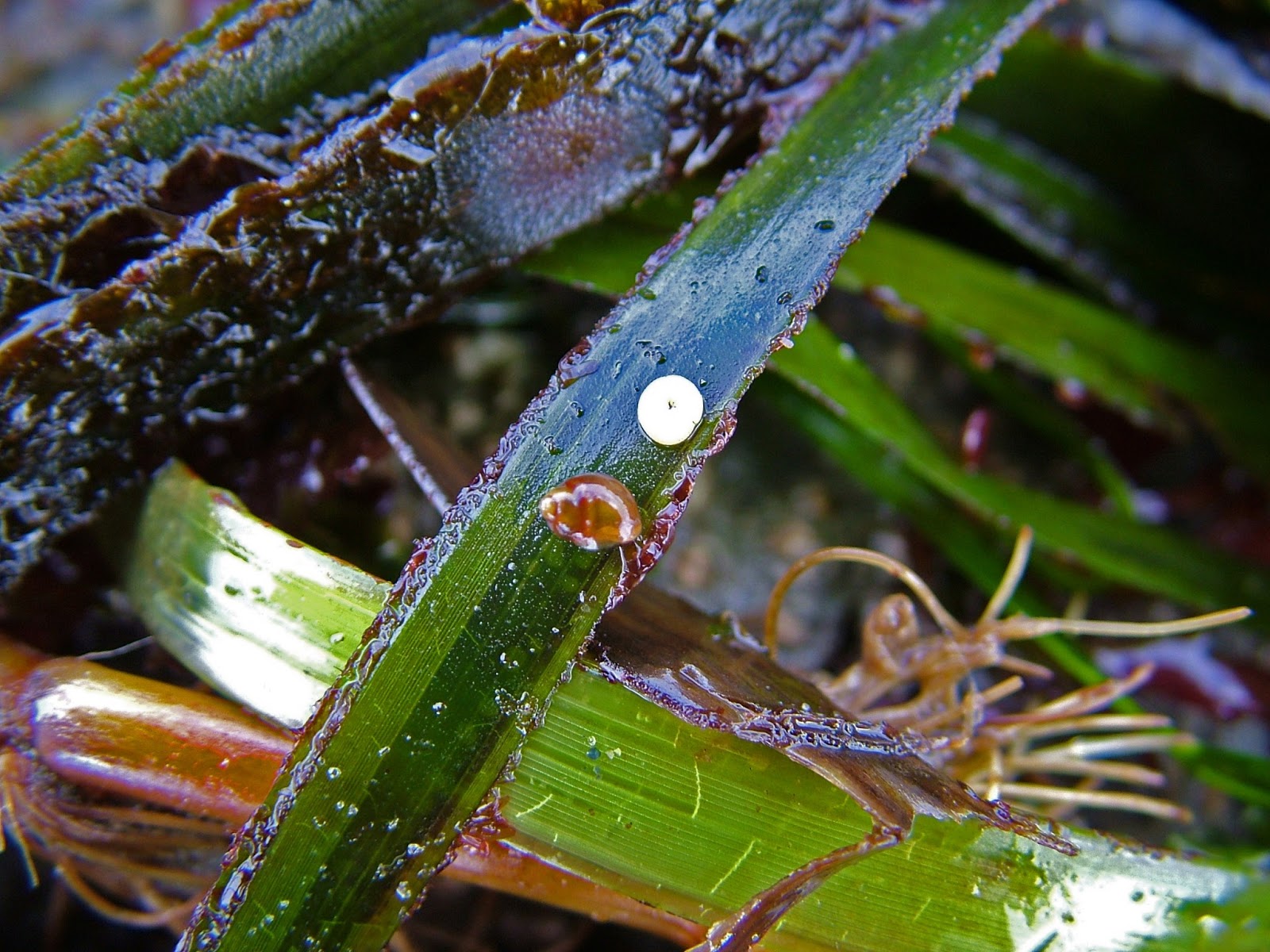 Buzz's Marine Life of Puget Sound: May 27, 2013