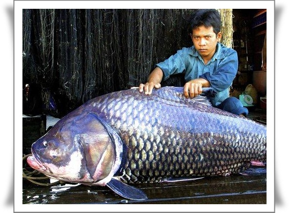 10 Ikan Terbesar di Dunia ,yang belum pernah tayang di Mancing mania