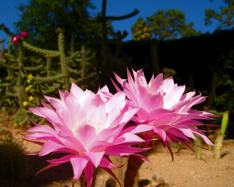 Cobalt Violet: Colorful Cacti! Don't miss it!